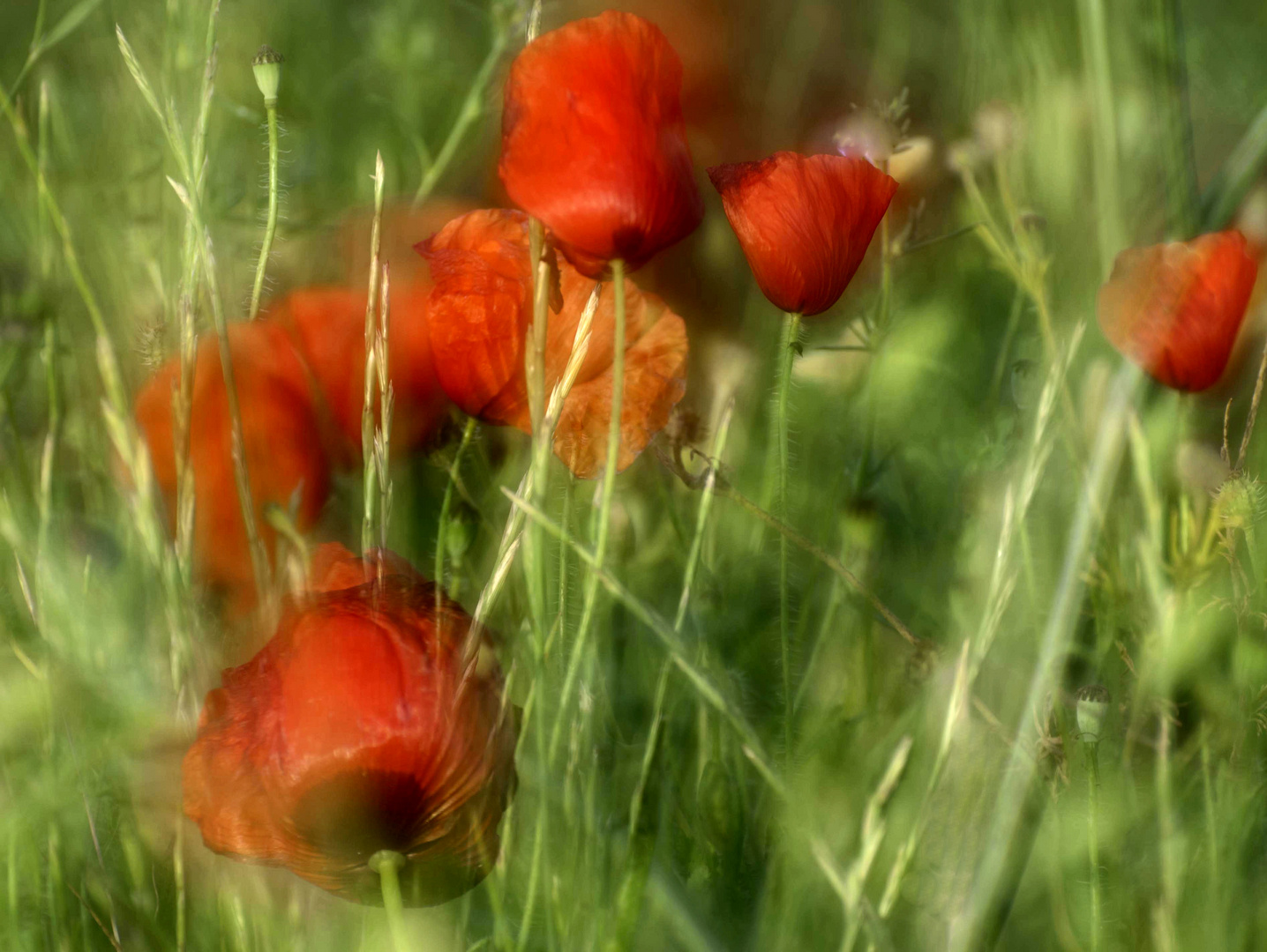 Im Mohnfeld Foto & Bild | fotokunst, color fine art, spezial Bilder auf ...