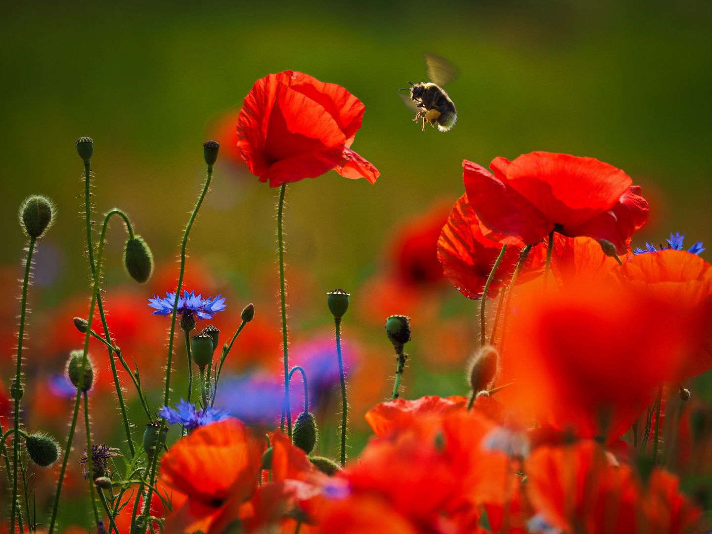 Im Mohnfeld Foto & Bild | outdoor, wiese, natur Bilder auf fotocommunity