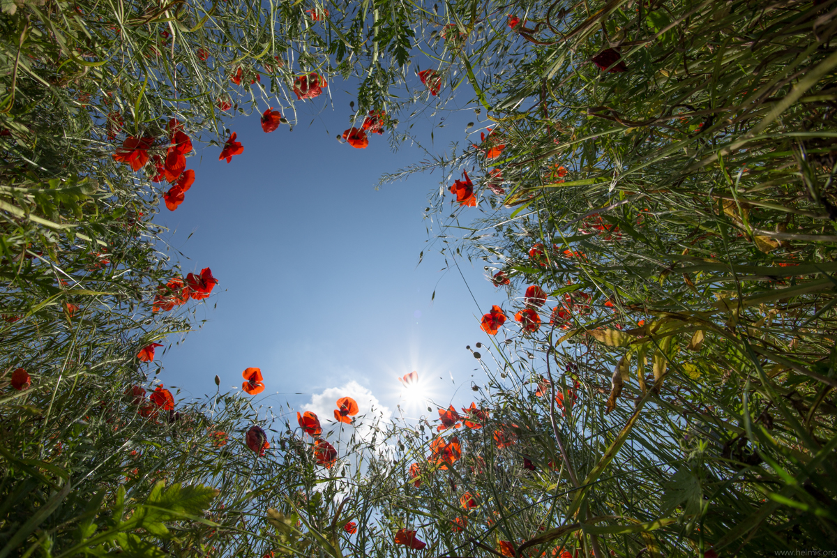 Im Mohnfeld Foto & Bild | rot, natur, mohn Bilder auf fotocommunity
