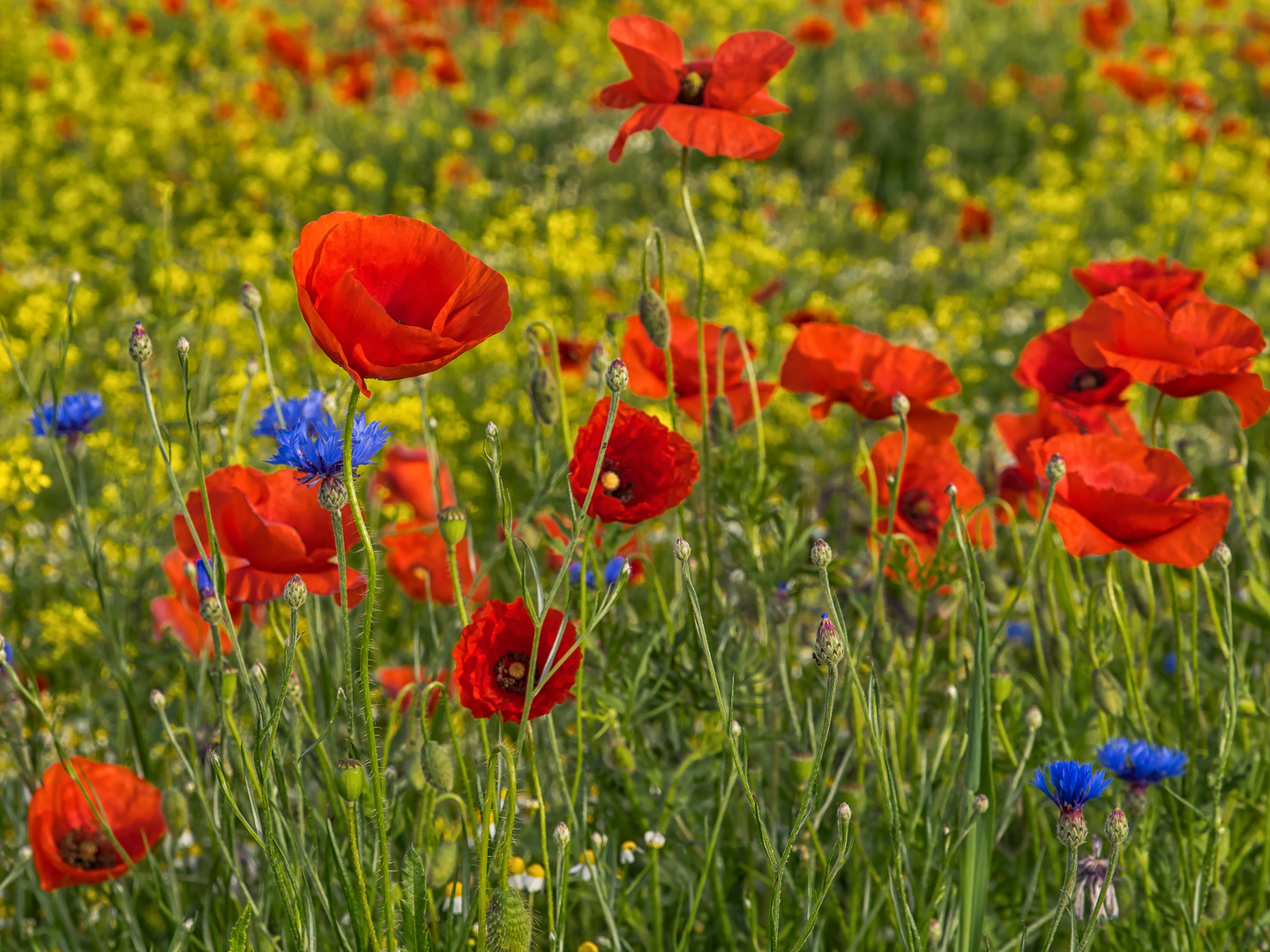 Im Mohnfeld.. Foto & Bild | sommer, sonne, feld Bilder auf fotocommunity