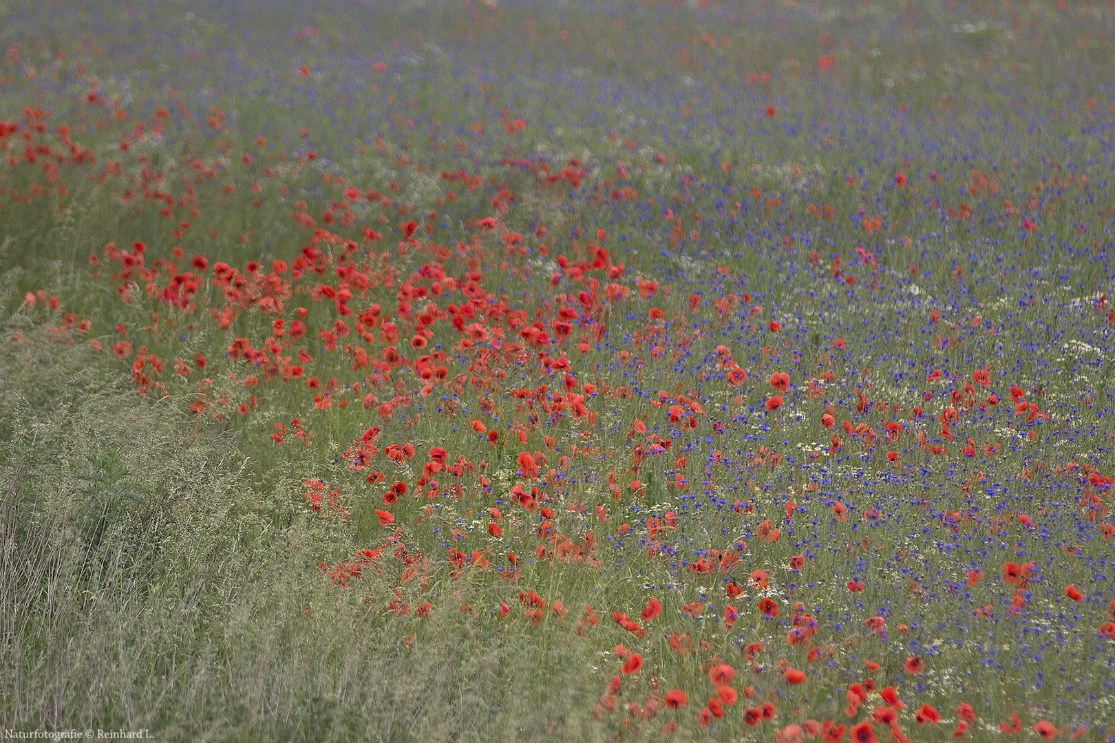 Im Mohnfeld Foto & Bild | kornblumen, feld, natur Bilder auf fotocommunity