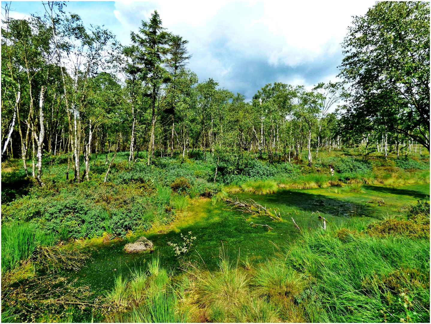 Im Moor Foto & Bild | natur, landschaft, moor solling Bilder auf ...