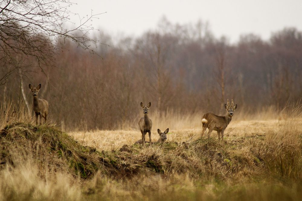 Im Moor Foto & Bild | tiere, wildlife, fotos Bilder auf fotocommunity