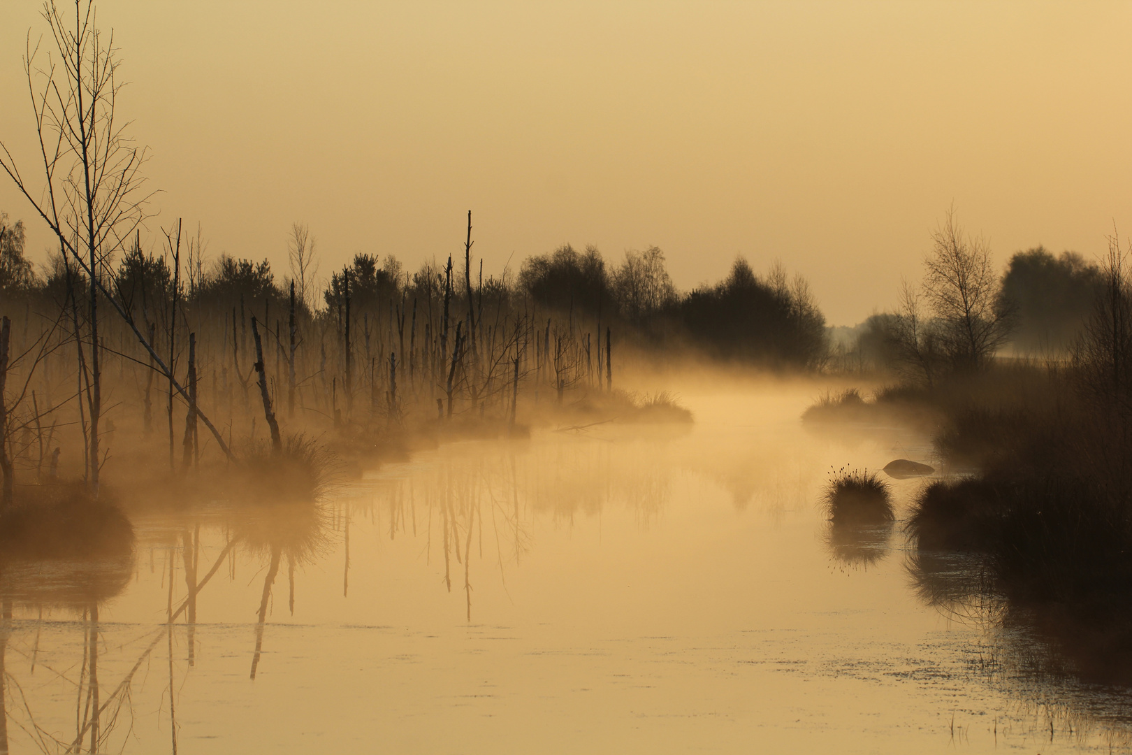 Im Moor Foto & Bild | licht, moor, sonnenaufgänge Bilder auf fotocommunity