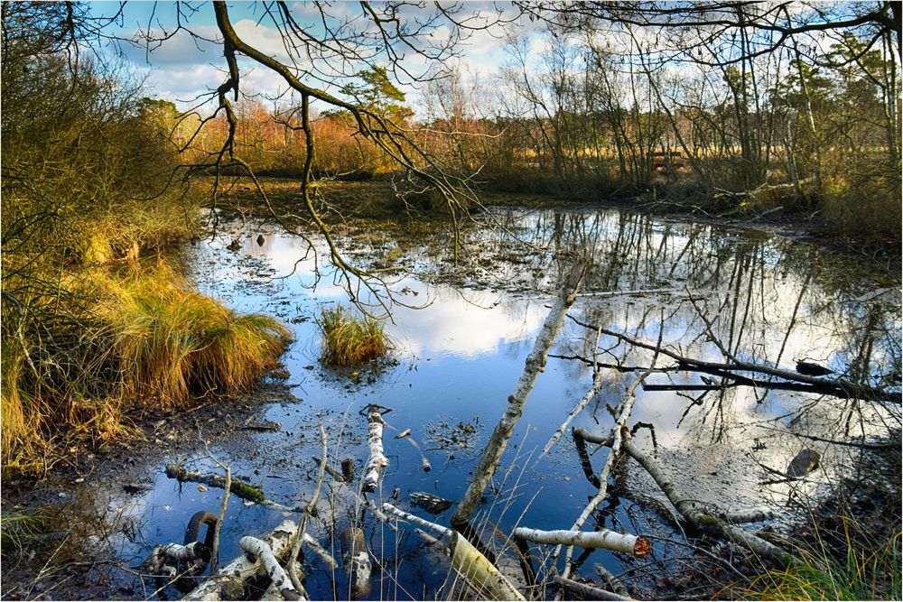 im Moor Foto & Bild | landschaft, jahreszeiten, moor Bilder auf ...