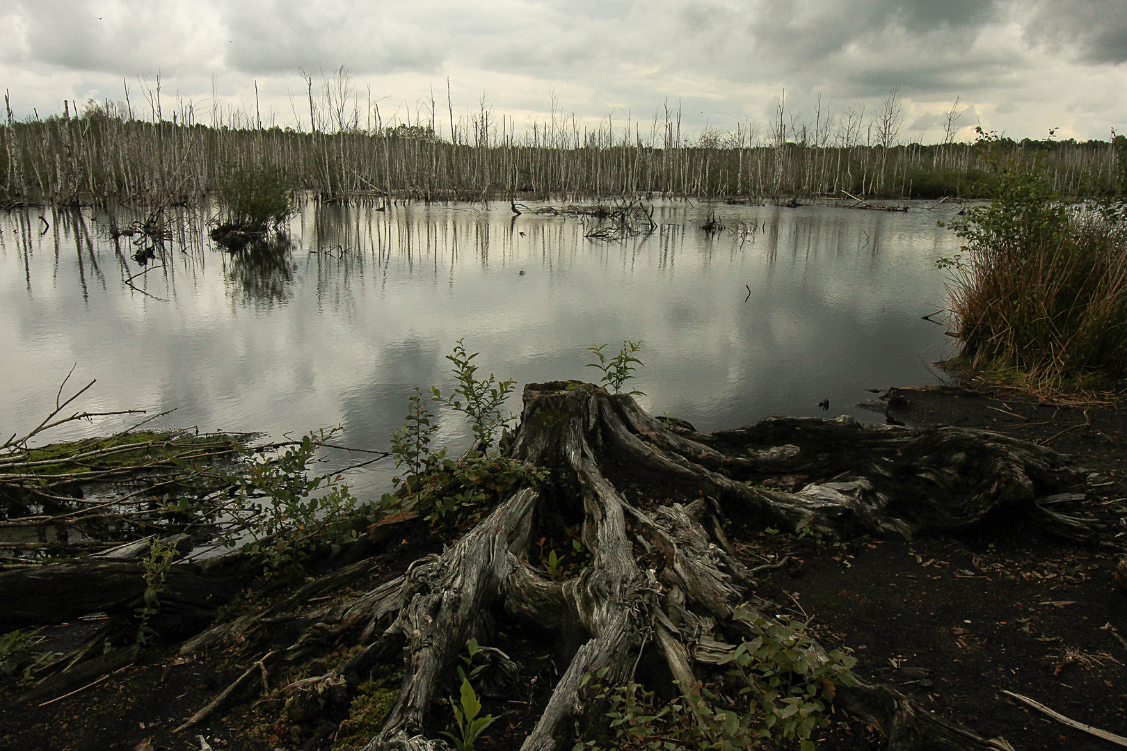 im Moor Foto & Bild | wasser, bäume, natur Bilder auf fotocommunity
