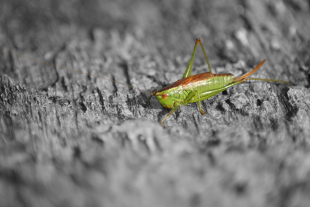 .::im moor::.. Foto & Bild | natur, tiere, youth Bilder auf fotocommunity