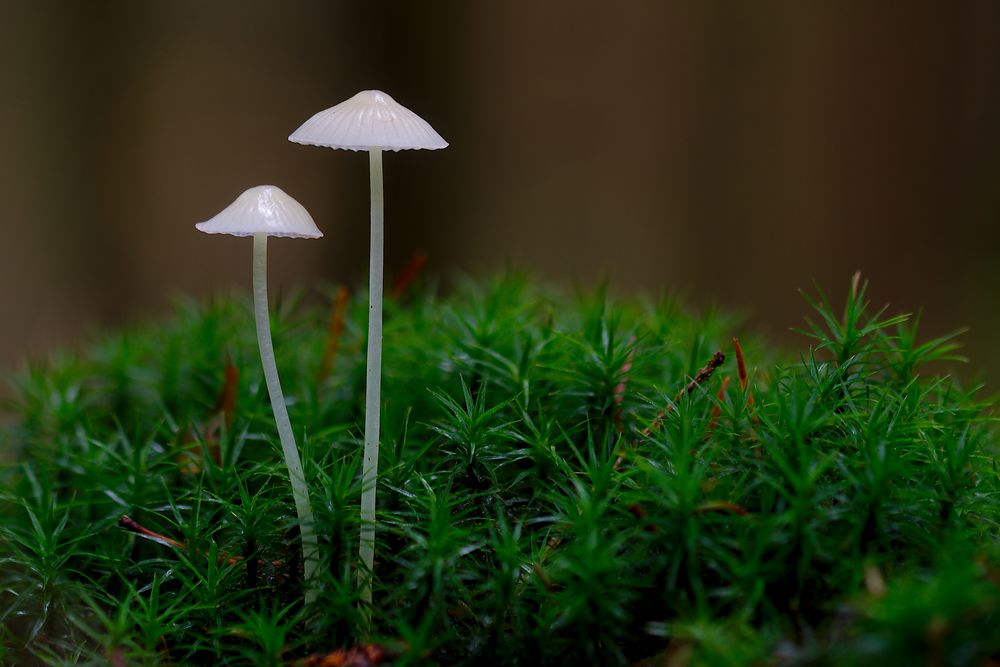 Im Moos 2 Foto & Bild | fotos, spezial, wald Bilder auf fotocommunity