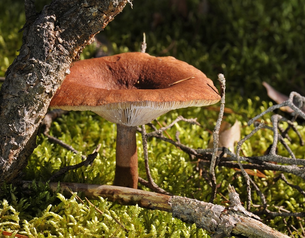 im Moos... Foto & Bild | pflanzen, pilze & flechten, pilze & flechten, pilze und flechten Bilder ...