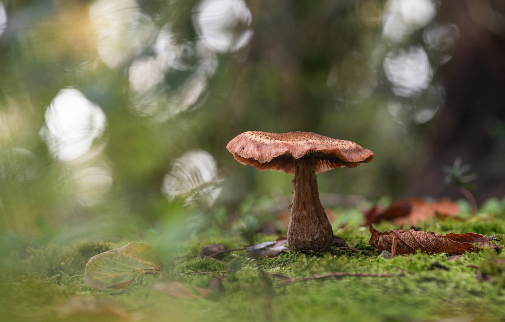 im Moos________ Foto & Bild | pflanzen, pilze & flechten, pilze & flechten, wald, bäume,pflanzen ...