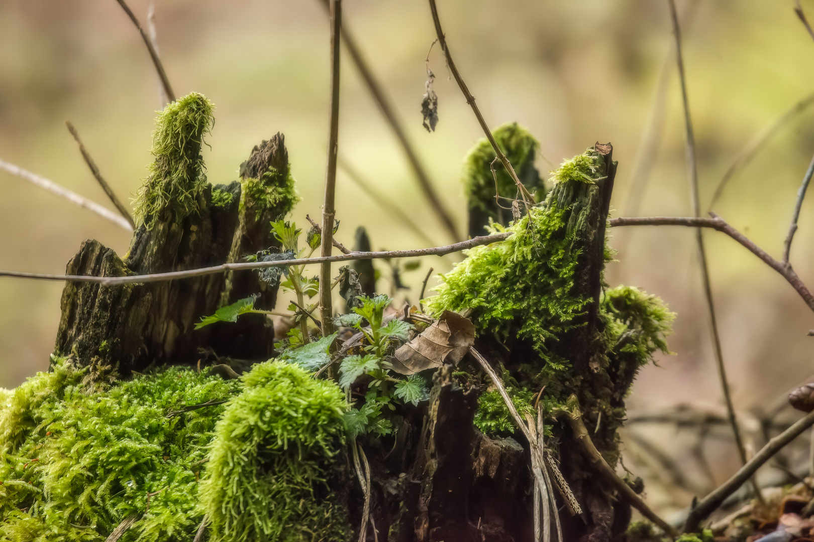 Im Moos ist was los Foto & Bild | pflanzen, pilze & flechten, jahreszeiten, frühling Bilder auf ...