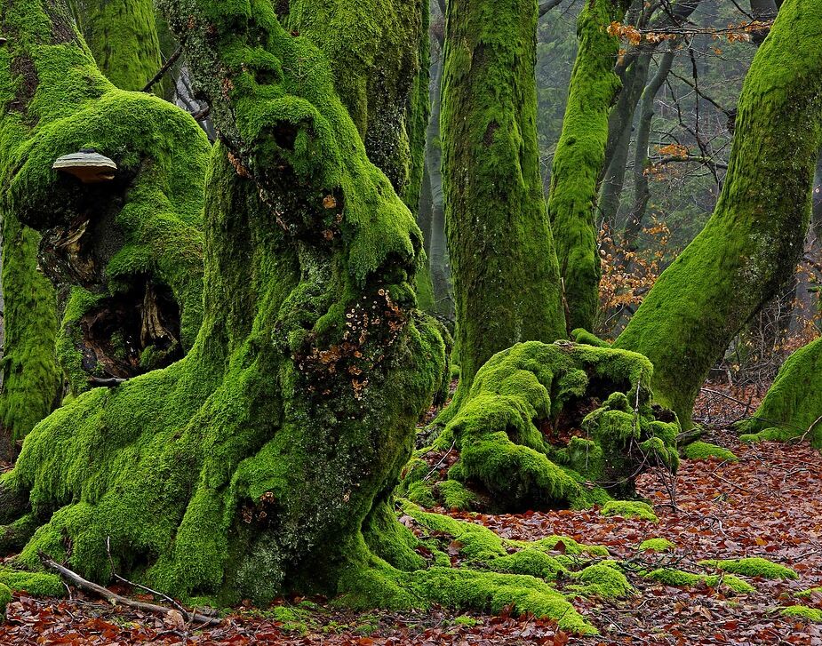 Im Mooswald 6.1.13 Foto & Bild | landschaft, wald, eifelnatur Bilder ...