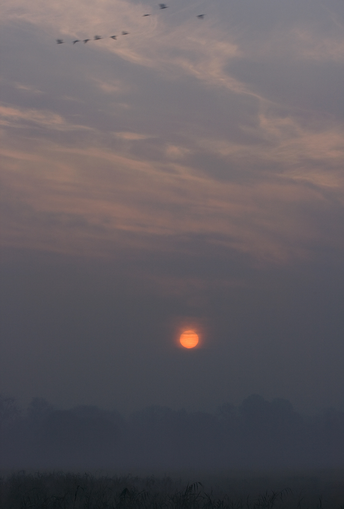 Im Morgengrauen Foto & Bild | blau, bäume, sonne Bilder auf fotocommunity