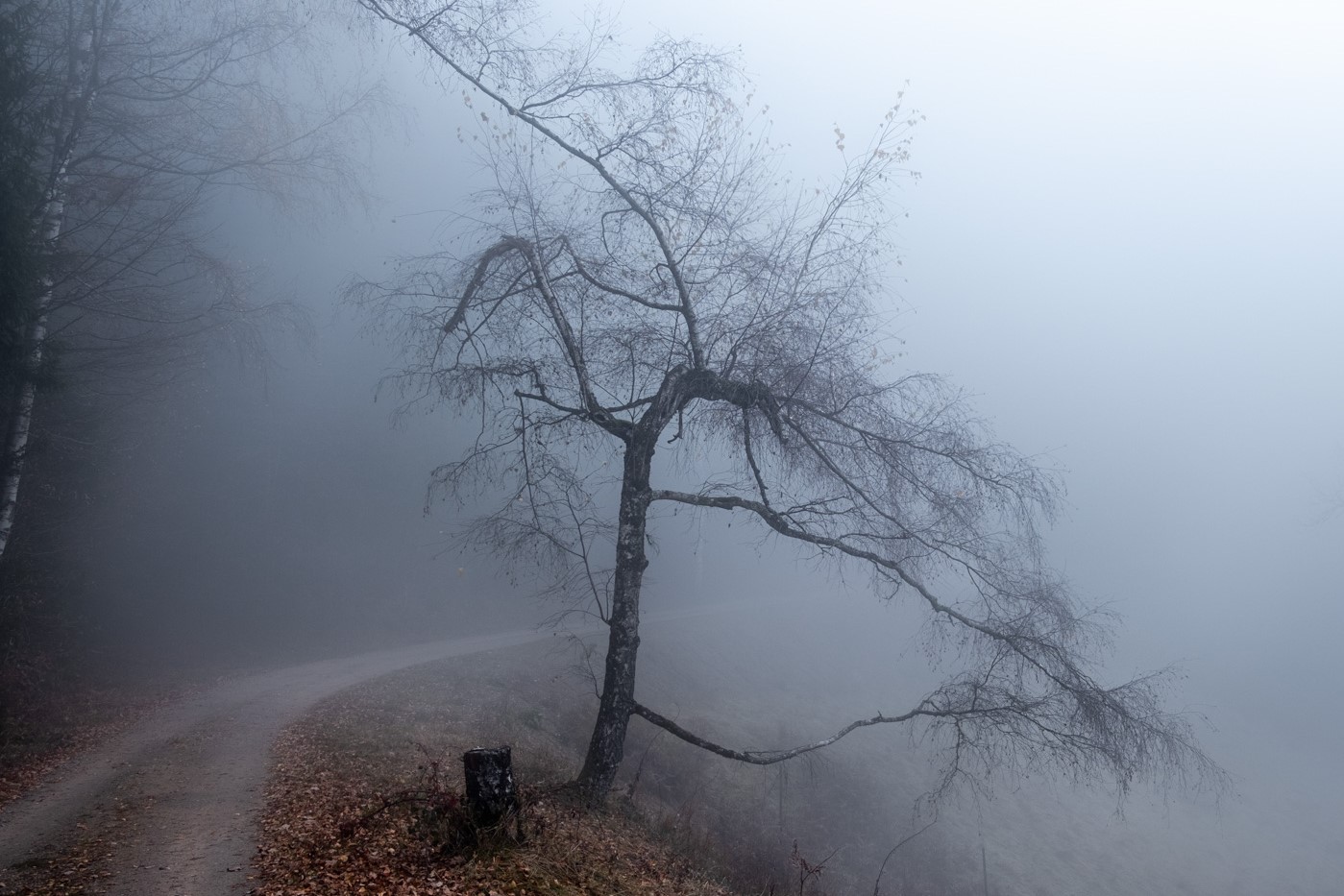 im Nebel Foto & Bild | deutschland, europe, baden- württemberg Bilder ...