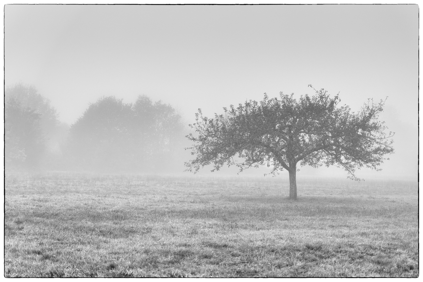 Im Nebel Foto & Bild | landschaft, jahreszeiten, herbst Bilder auf fotocommunity