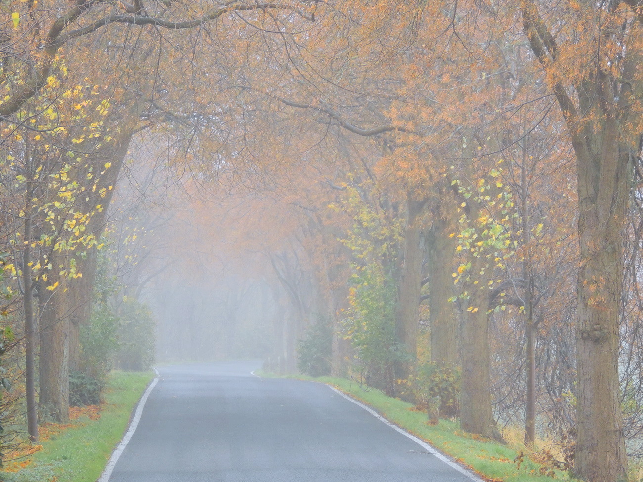 im Nebel Foto & Bild | bäume, natur, herbst Bilder auf fotocommunity