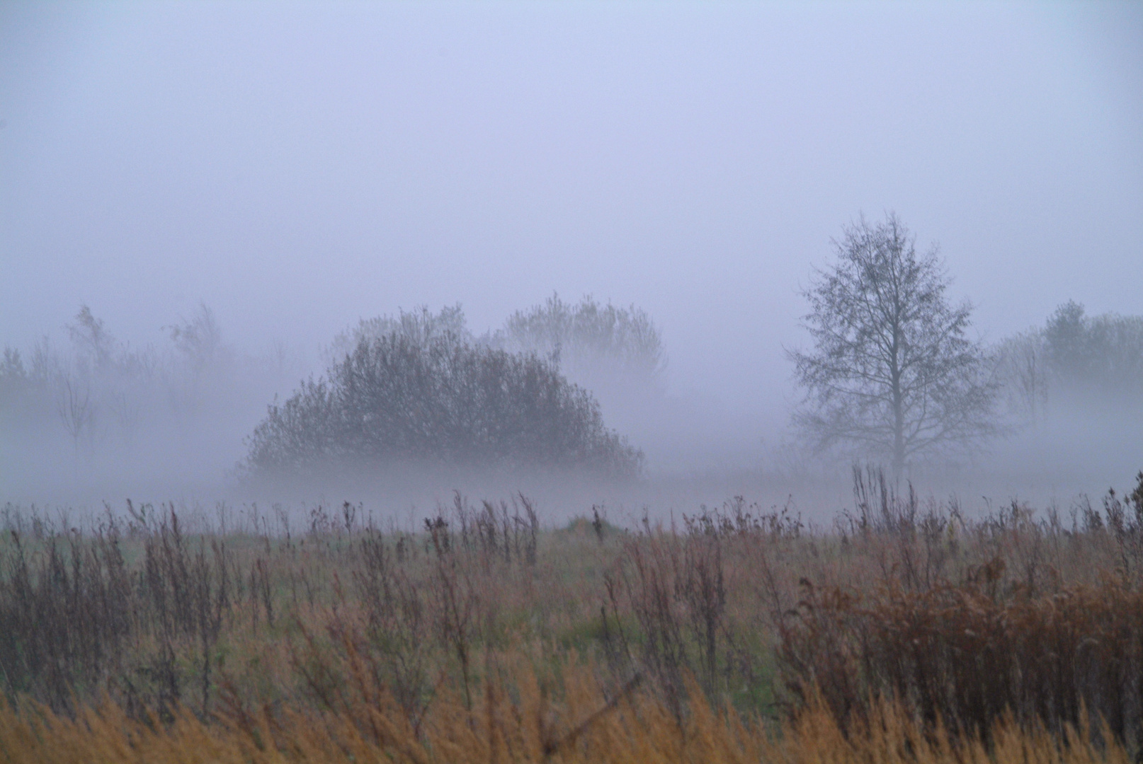 Im Nebel.... Foto & Bild | fotos, natur, jahreszeiten Bilder auf ...