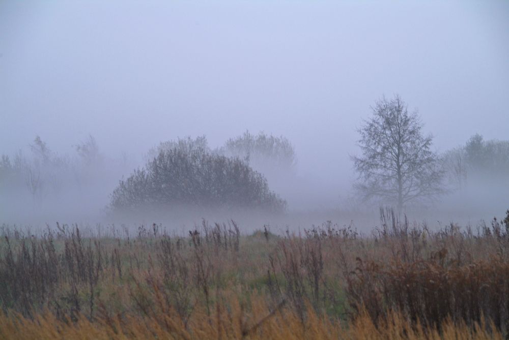 Im Nebel.... Foto & Bild | fotos, natur, jahreszeiten Bilder auf ...
