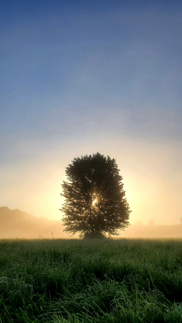 Im Nebel Foto & Bild | landschaft, sonnenaufgänge, himmel & universum Bilder auf fotocommunity