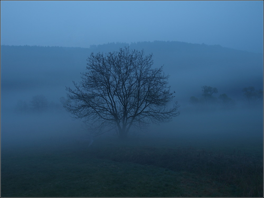 Im Nebel Foto & Bild | nebelstimmungen, wetter, natur Bilder auf fotocommunity