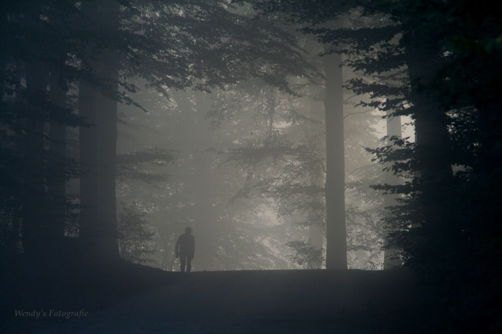 Im Nebel Foto & Bild | landschaft, wald, nebel Bilder auf fotocommunity