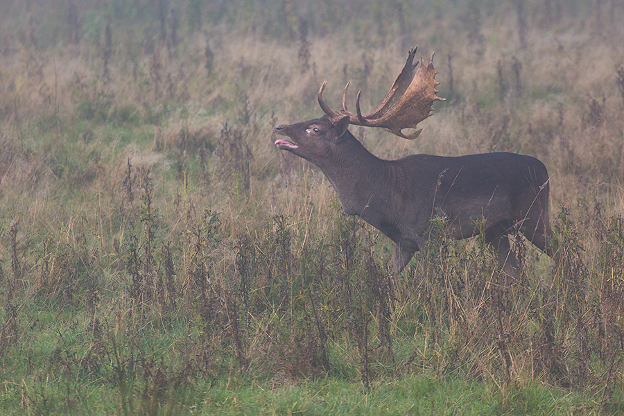 Im Nebel Foto & Bild | natur, tiere, wildpark Bilder auf fotocommunity