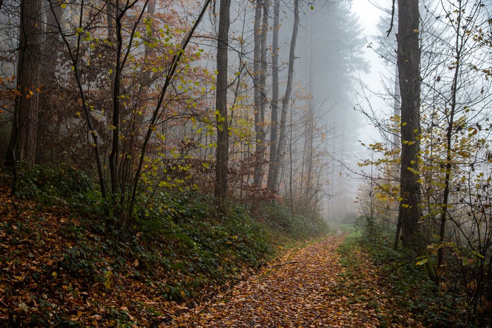 Im Nebelwald Foto & Bild | landschaft, jahreszeiten, herbst Bilder auf fotocommunity