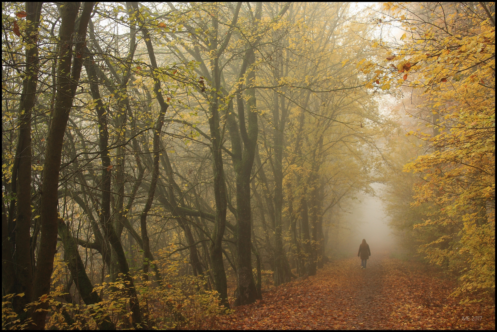 im Nebelwald Foto & Bild | landschaft, jahreszeiten, herbst Bilder auf fotocommunity