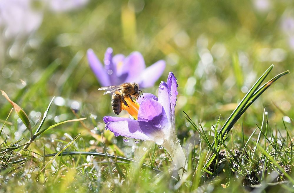 im Nektar Taumel Foto & Bild | pflanze, blüte, biene Bilder auf ...