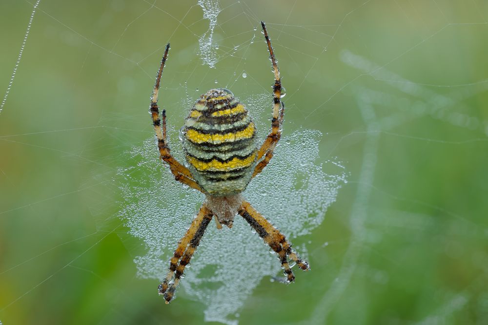 Im Netz Foto & Bild | tiere, wildlife, spinnen Bilder auf fotocommunity