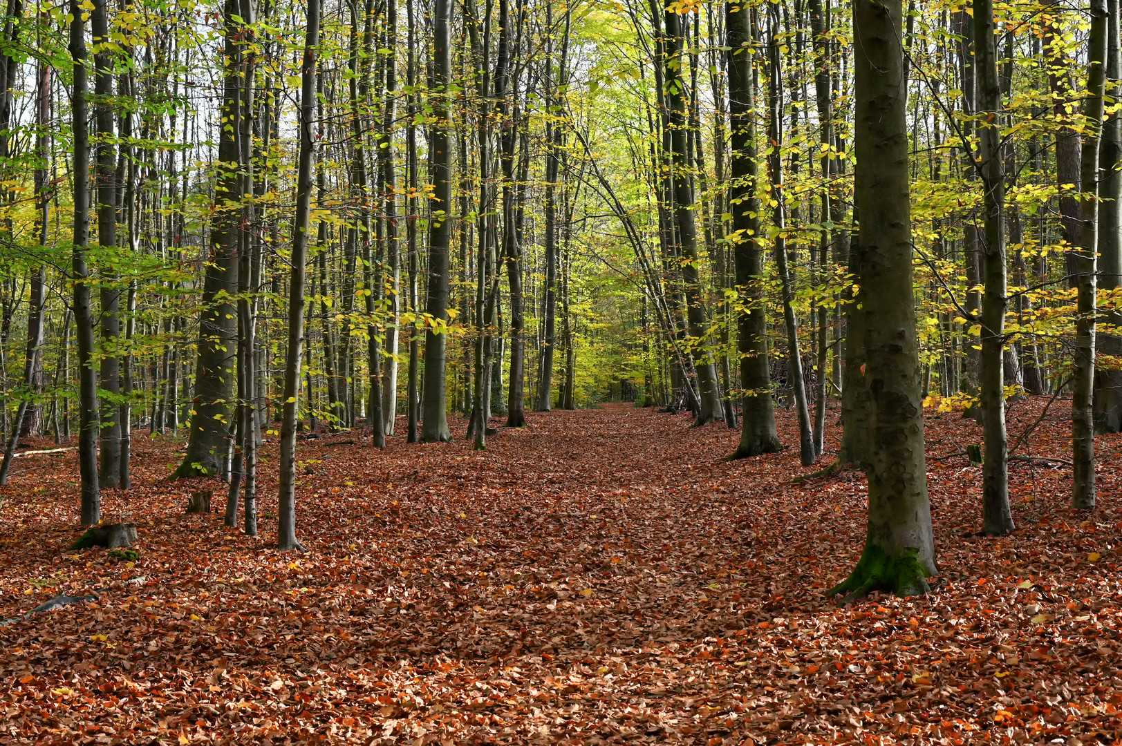 Im November.... Foto & Bild | landschaft, jahreszeiten, herbst Bilder ...