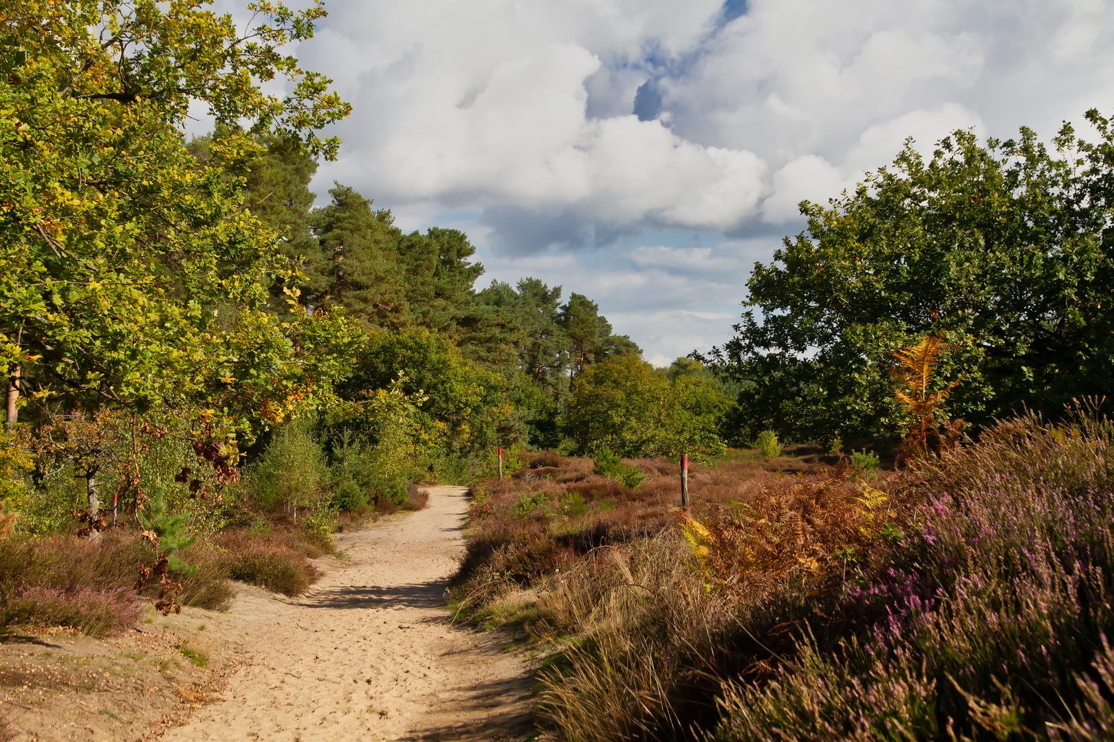 Im NSG Wahner Heide Foto & Bild | landschaft, heide, natur Bilder auf ...