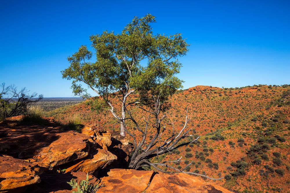 Im Outback Foto & Bild | australien, natur, landschaft Bilder auf ...