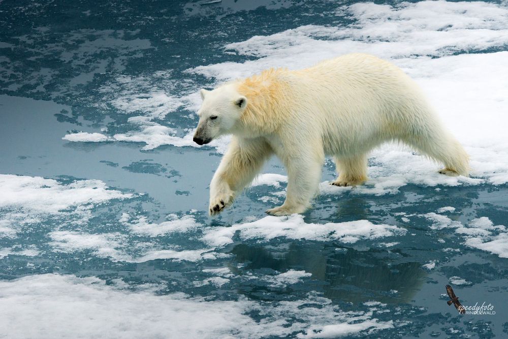 im Packeis Foto & Bild | tiere, wildlife, wildlife: sonstige tiere ...