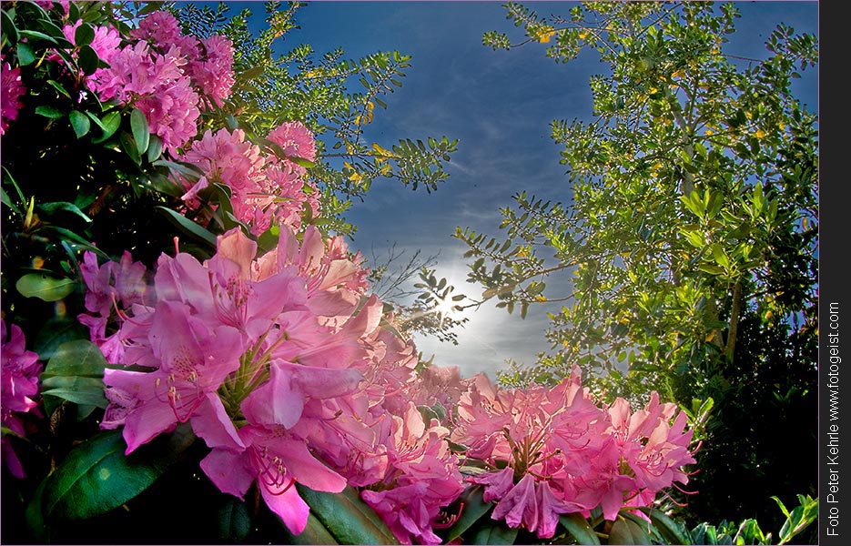 Im Paradies Foto & Bild | natur-kreativ, natur Bilder auf fotocommunity