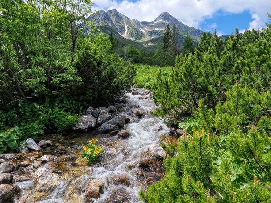 Bachläufe Bilder & Fotos