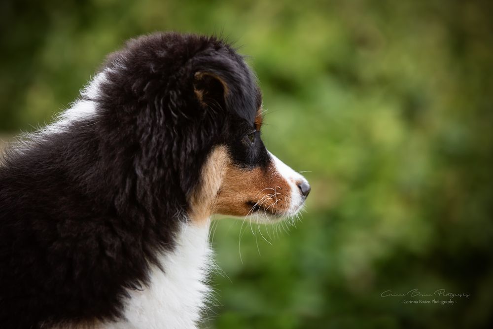 im Profil * Foto & Bild | hunde, hund, natur Bilder auf fotocommunity