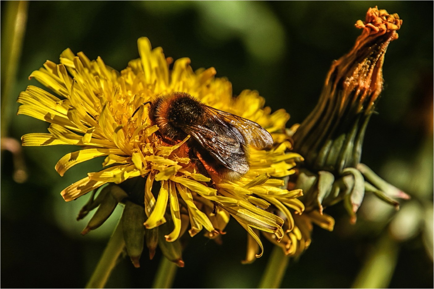 Im Rausch Foto & Bild | mai, nature, licht Bilder auf fotocommunity
