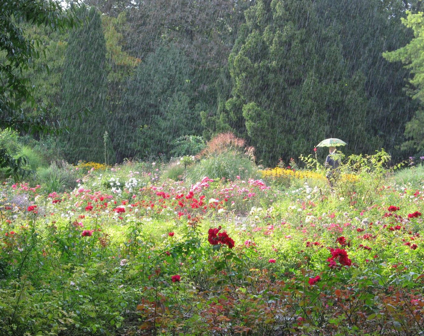 Im Regen,,,,,,, Foto & Bild | landschaft, garten- & parklandschaften ...