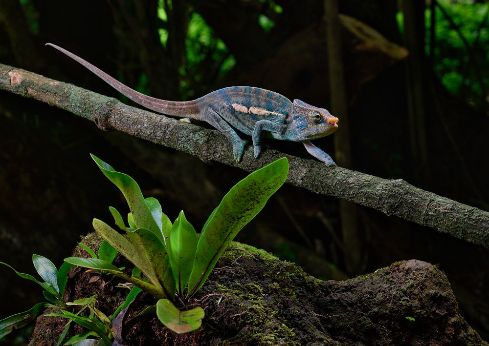 IM REGENWALD Foto & Bild | africa, eastern africa, tiere Bilder auf ...