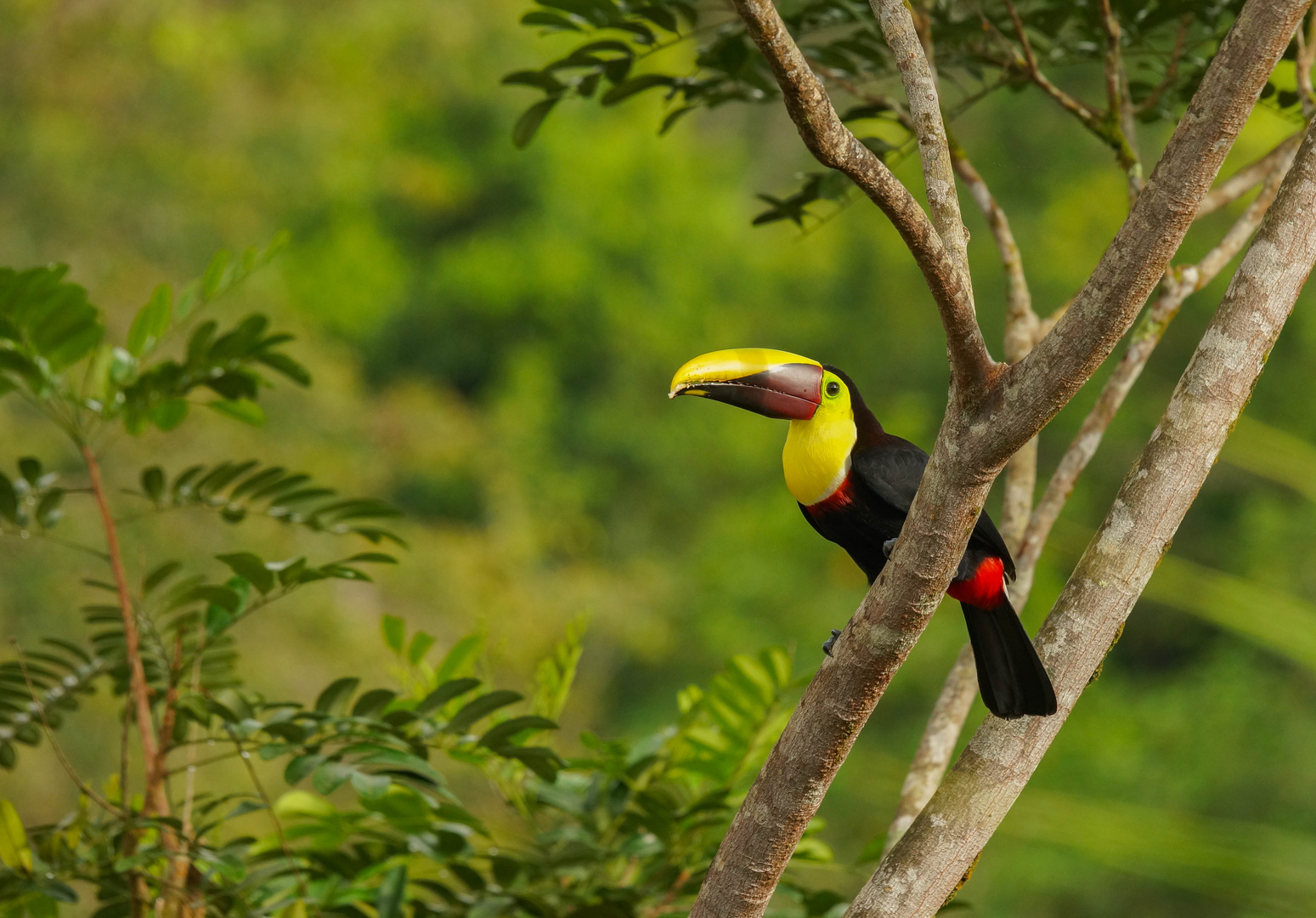 Im Regenwald Foto & Bild | natur, tiere, vögel Bilder auf fotocommunity