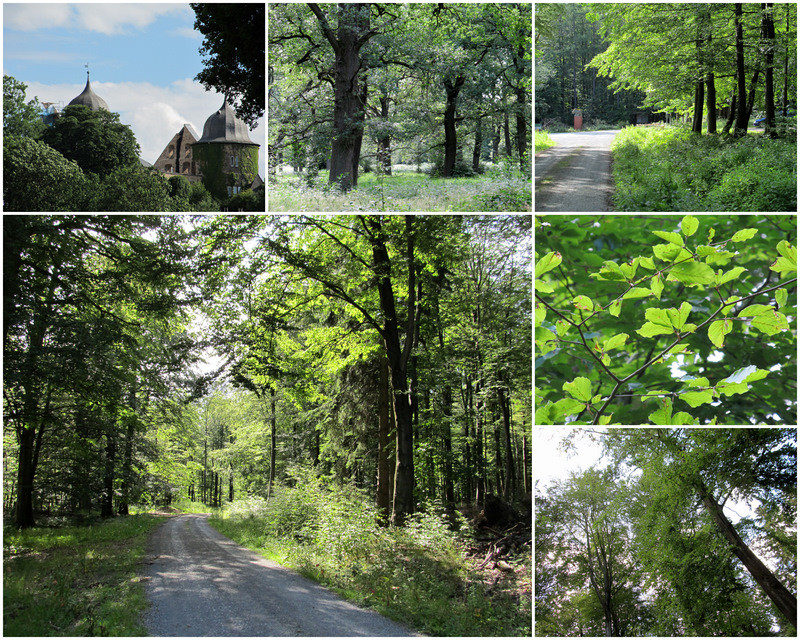 im Reinhardswald Foto & Bild | jahreszeiten, sommer, natur Bilder auf ...