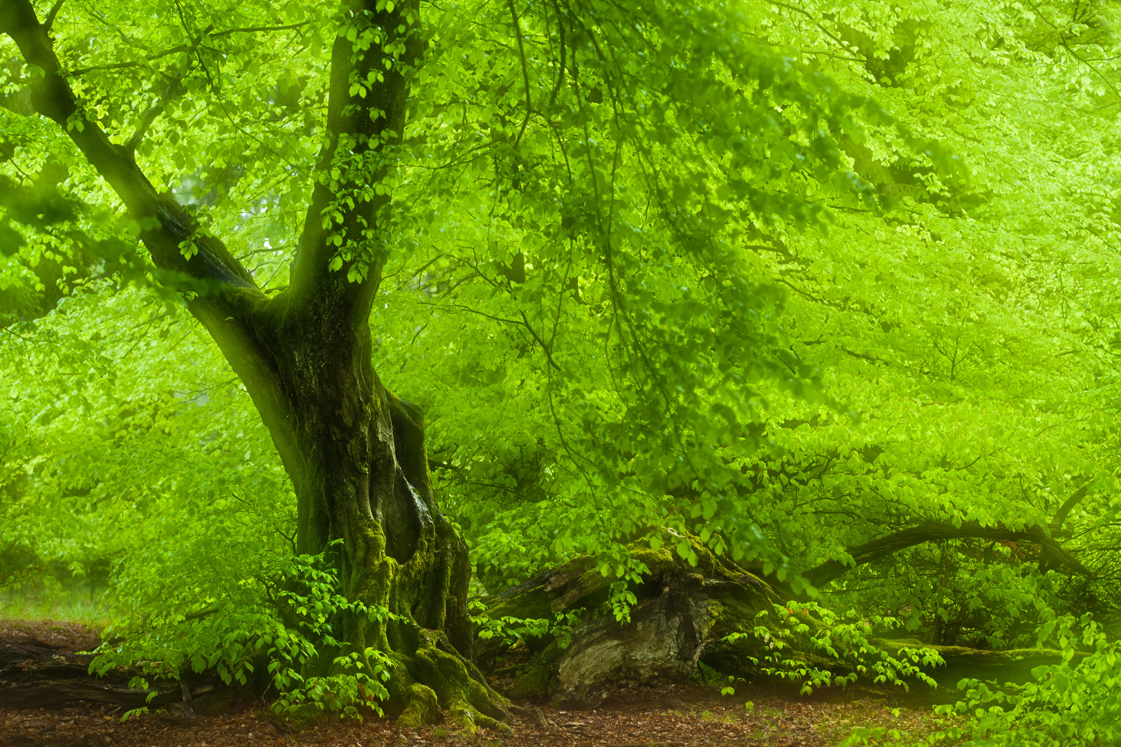 Im Reinhardswald Foto & Bild | landschaft, wald, natur Bilder auf ...