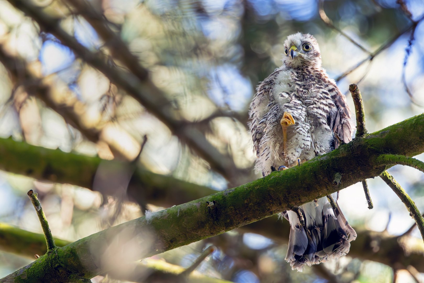 Im Revier der Sperber sitzt auch dieser Ästling Foto & Bild | canon ...