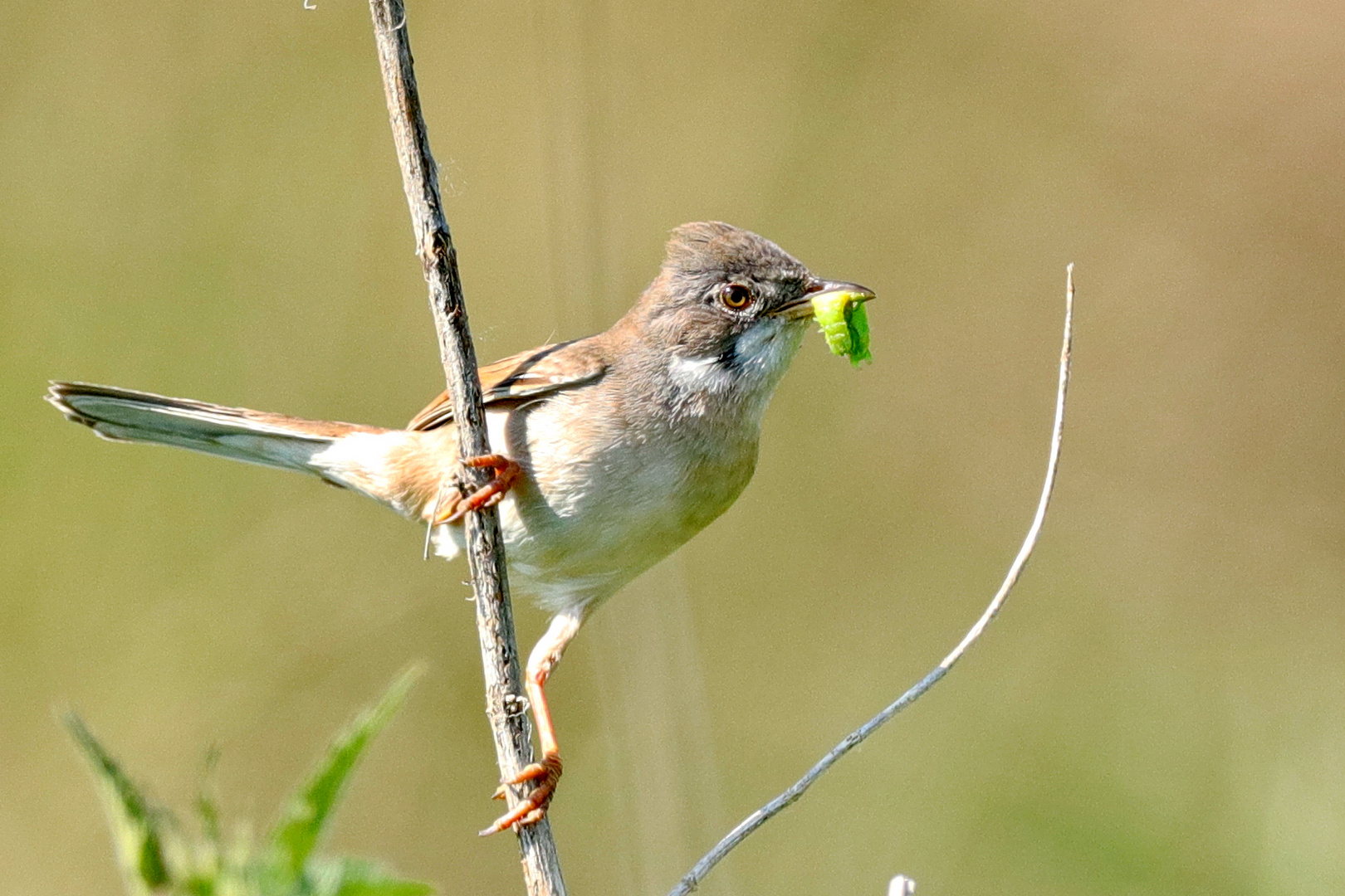 Im Revier vom.... Foto & Bild | tiere, wildlife, wild lebende vögel ...