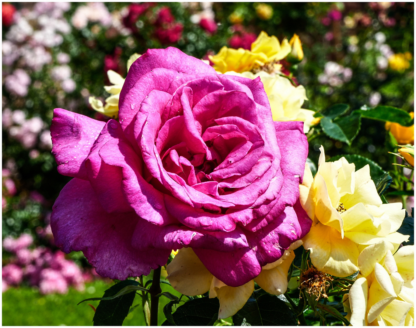 Im Rosengarten Foto & Bild | fotos, sommer, natur Bilder auf fotocommunity