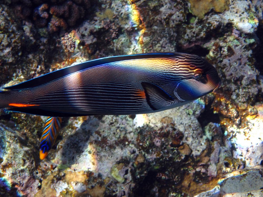 Im "Roten Meer" Foto & Bild | tiere, wildlife, fische Bilder auf ...