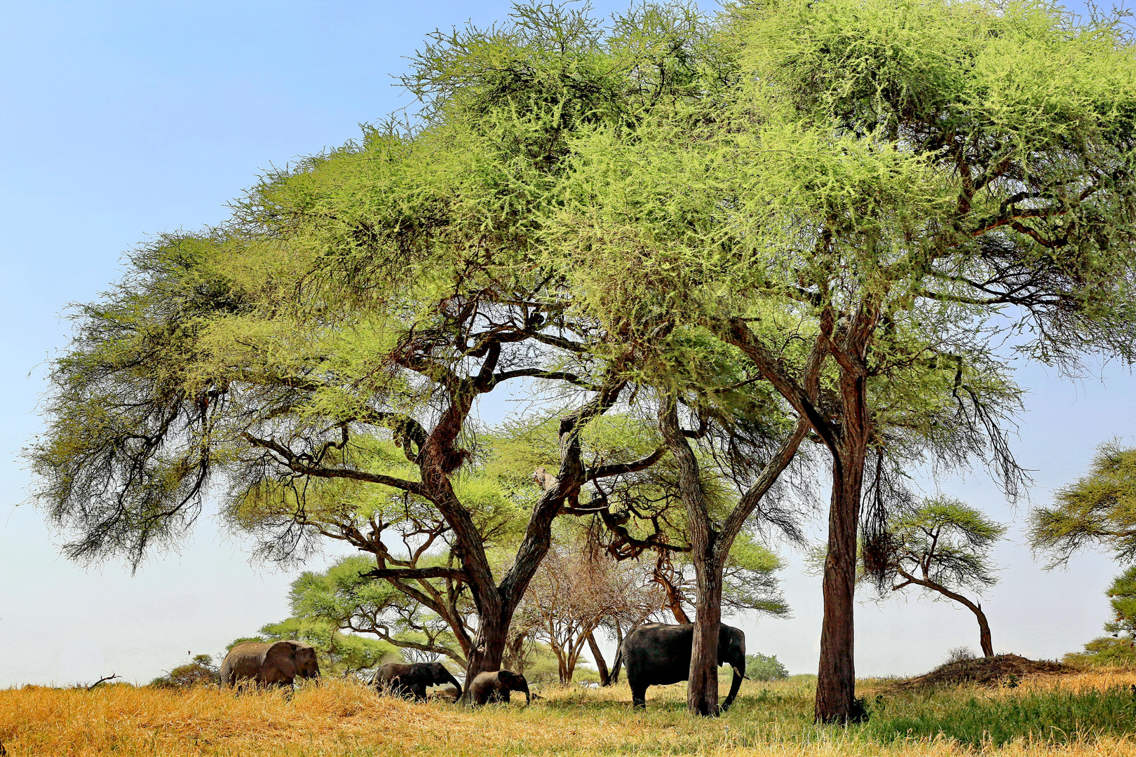 Im Schatten der Akazien Foto & Bild | africa, eastern africa ...