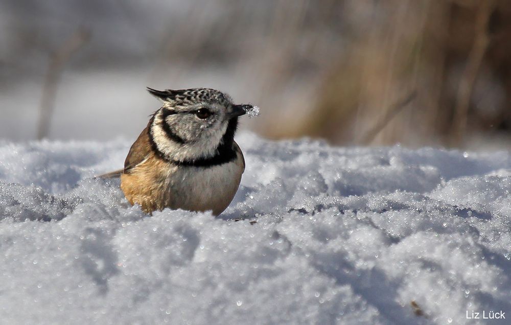 im Schnee Foto & Bild | tiere, wildlife, wild lebende vögel Bilder auf fotocommunity