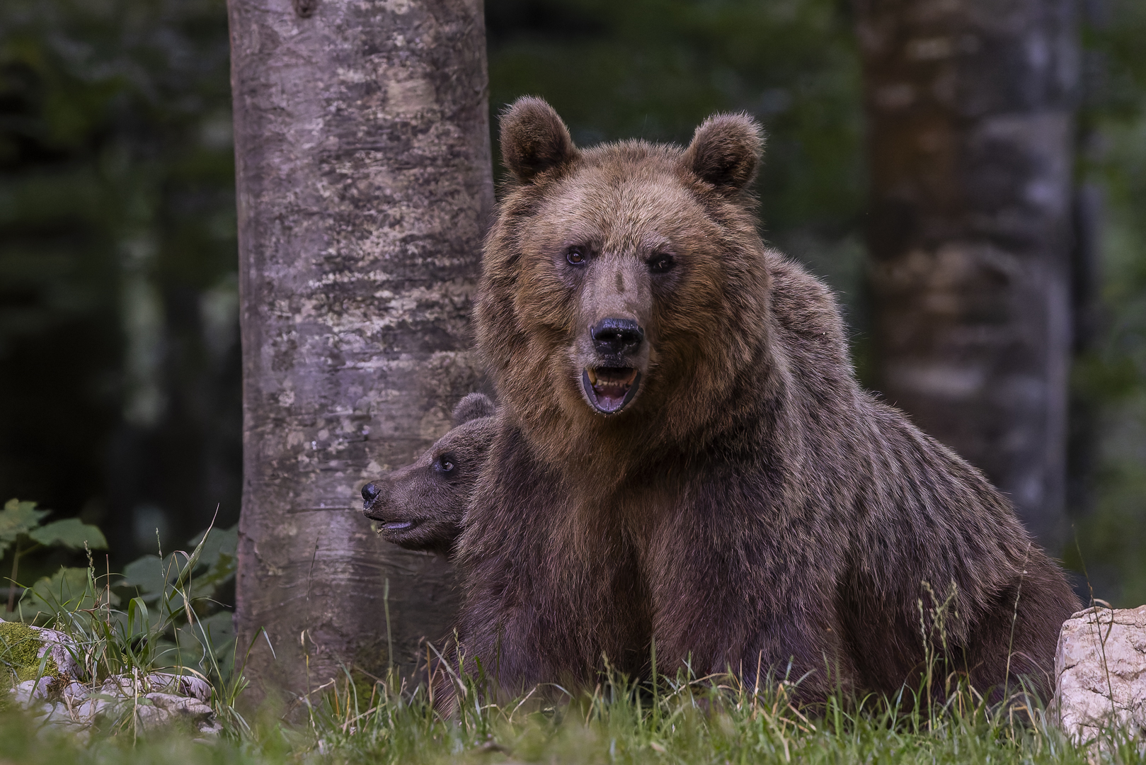 Im Schutz der Mutter... Foto & Bild | natur, slowenien, europa Bilder ...